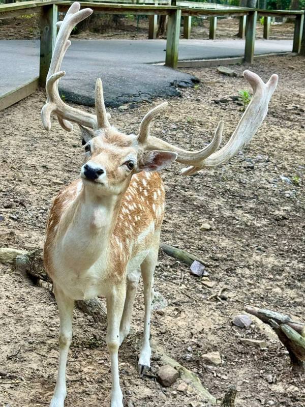 Wisconsin Deer Park: A Family-Friendly Hidden Gem in Wisconsin Dells ...