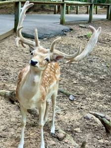 Wisconsin Deer Park: A Family-Friendly Hidden Gem in Wisconsin Dells ...