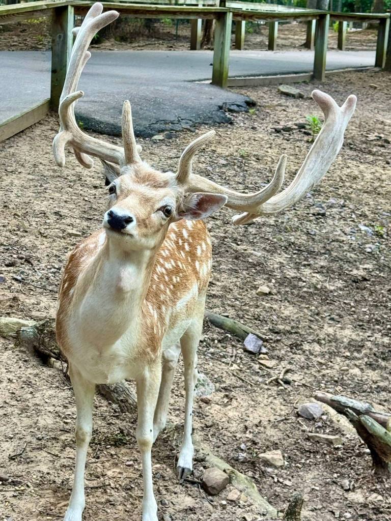 Wisconsin Deer Park: A Family-Friendly Hidden Gem in Wisconsin Dells ...