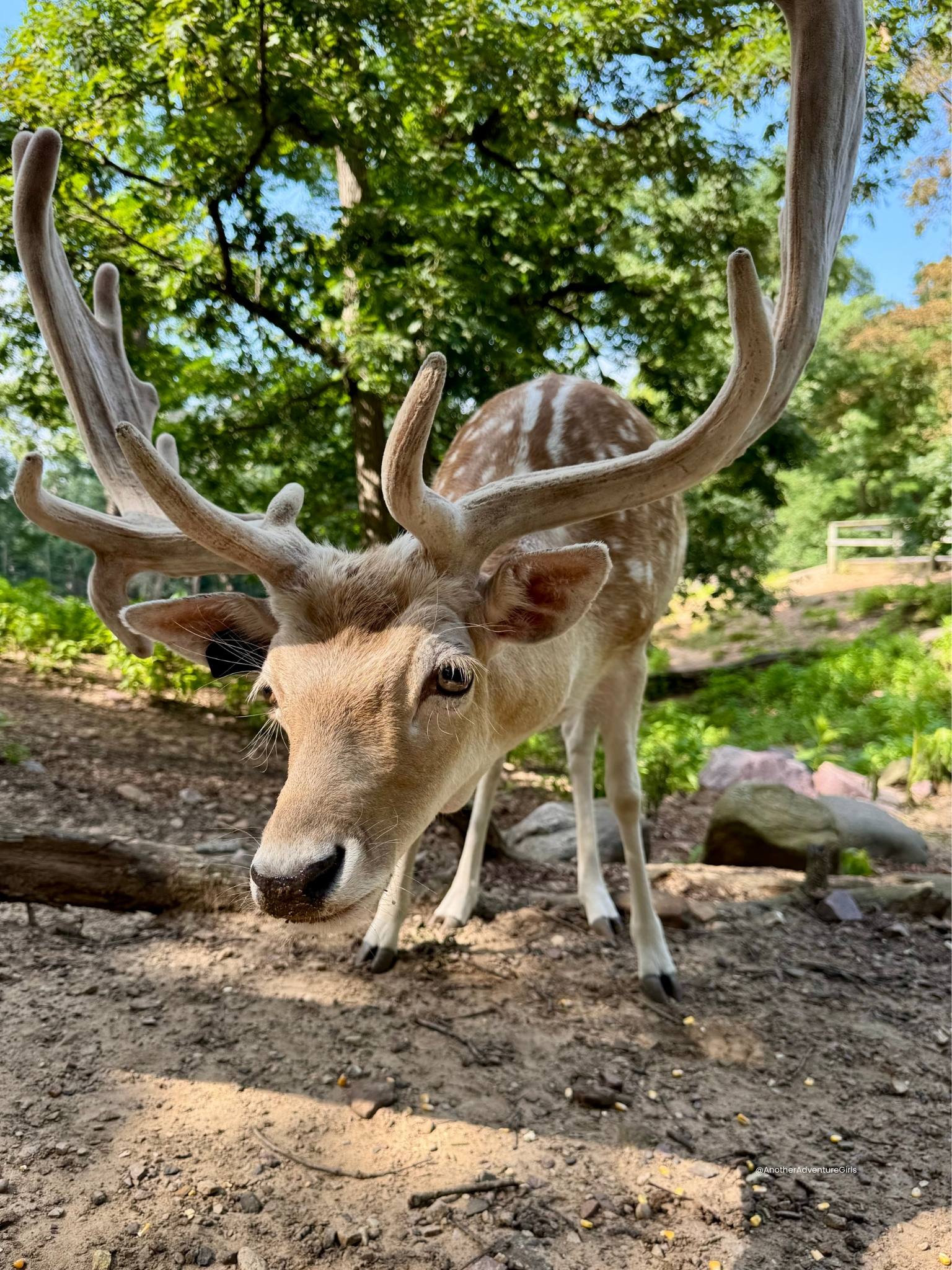 Wisconsin Deer Park: A Family-Friendly Hidden Gem in Wisconsin Dells ...