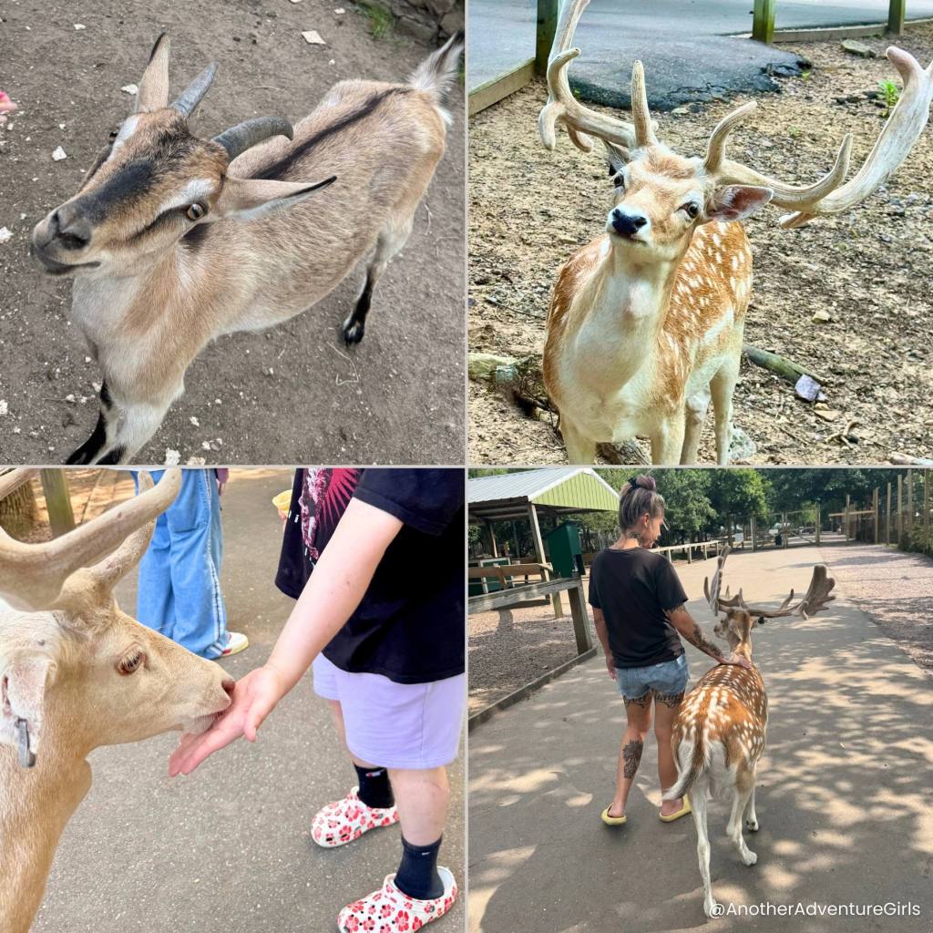 Top 5 Things To Do In Wisconsin Dells – AnotherAdventure